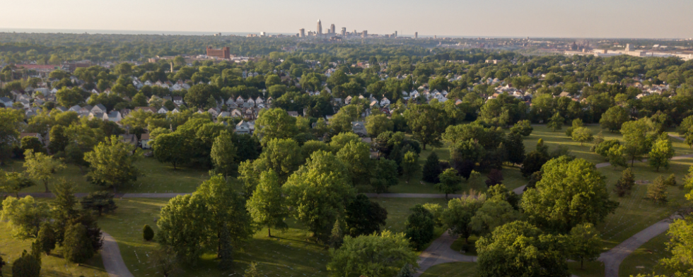 Roots of Sustainability: Understanding the Importance of Trees in Urban ...